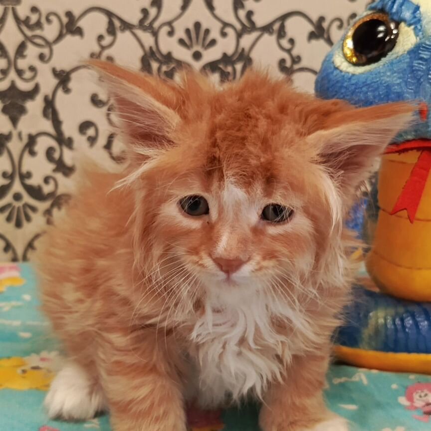 Котята мейнкуны в добрые руки