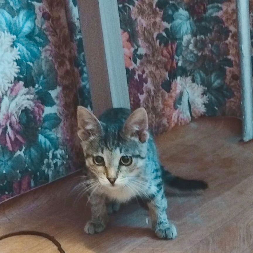 Котенок в добрые руки