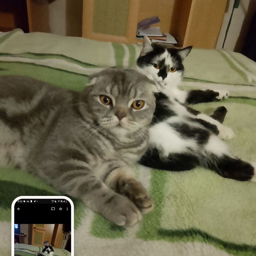 Кошки