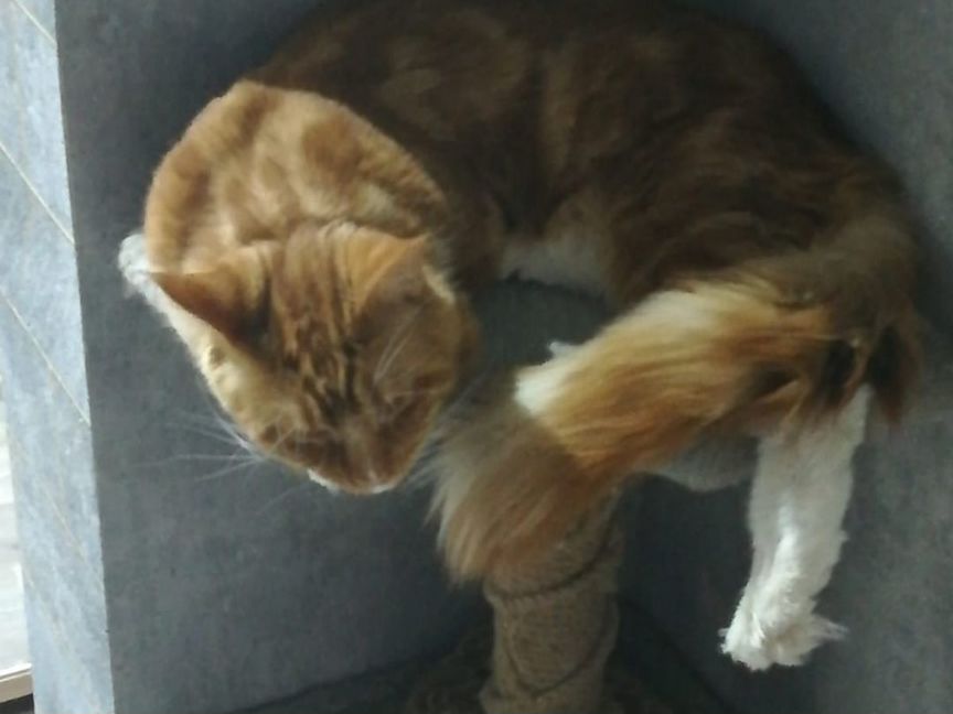 Продам котят Мейкун