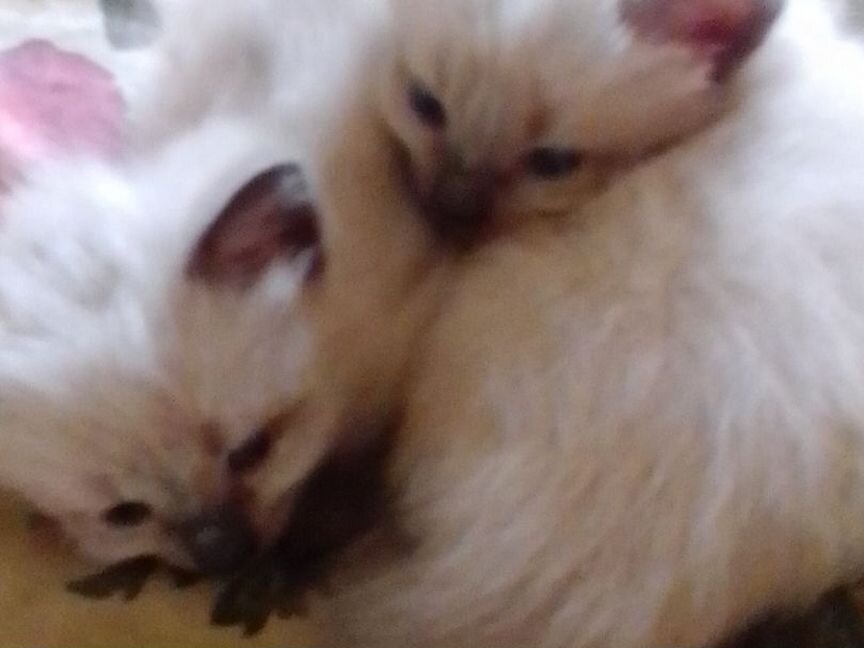 Невская маскарадная котята