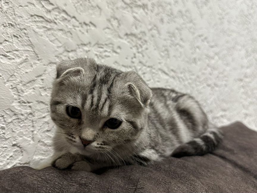 Шотландский вислоухий котенок
