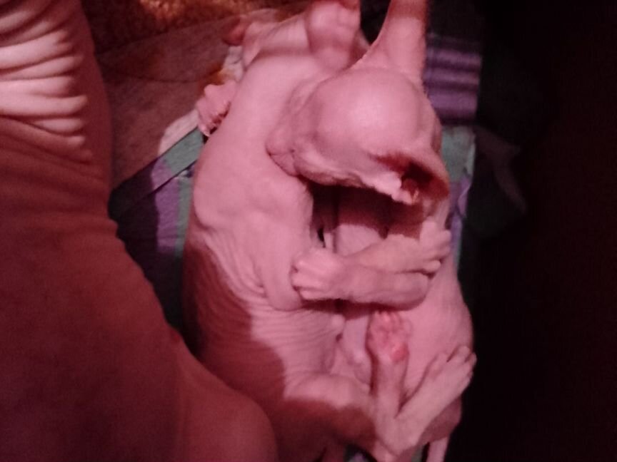 Донской сфинкс котята