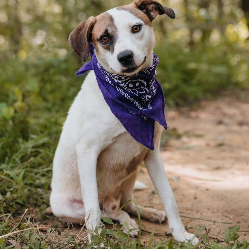 Взрослый пёс в добрые руки