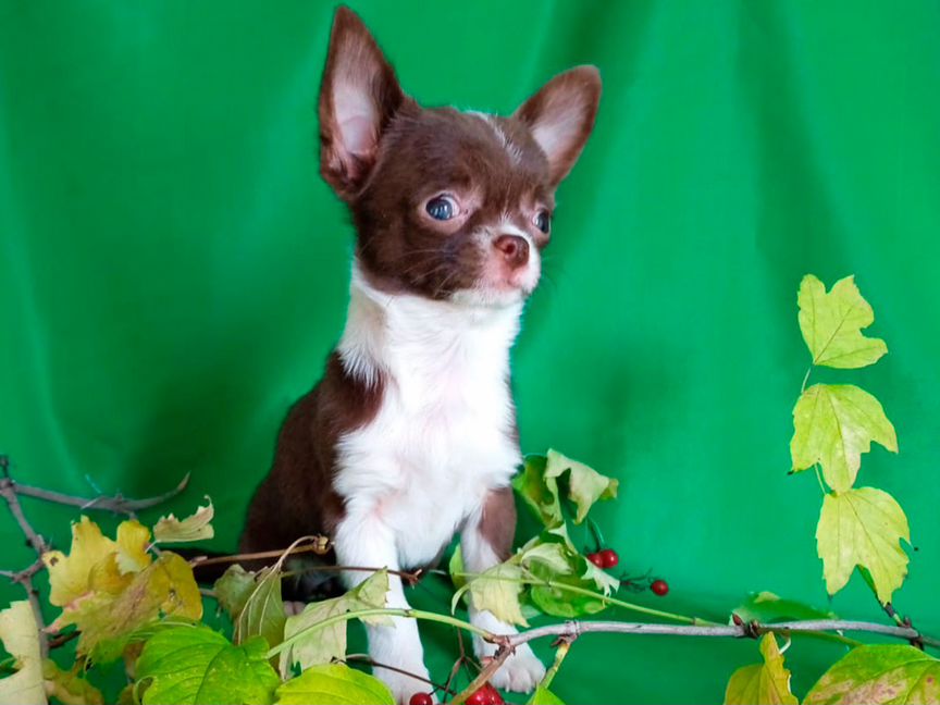 Чихуахуа щенок девочка