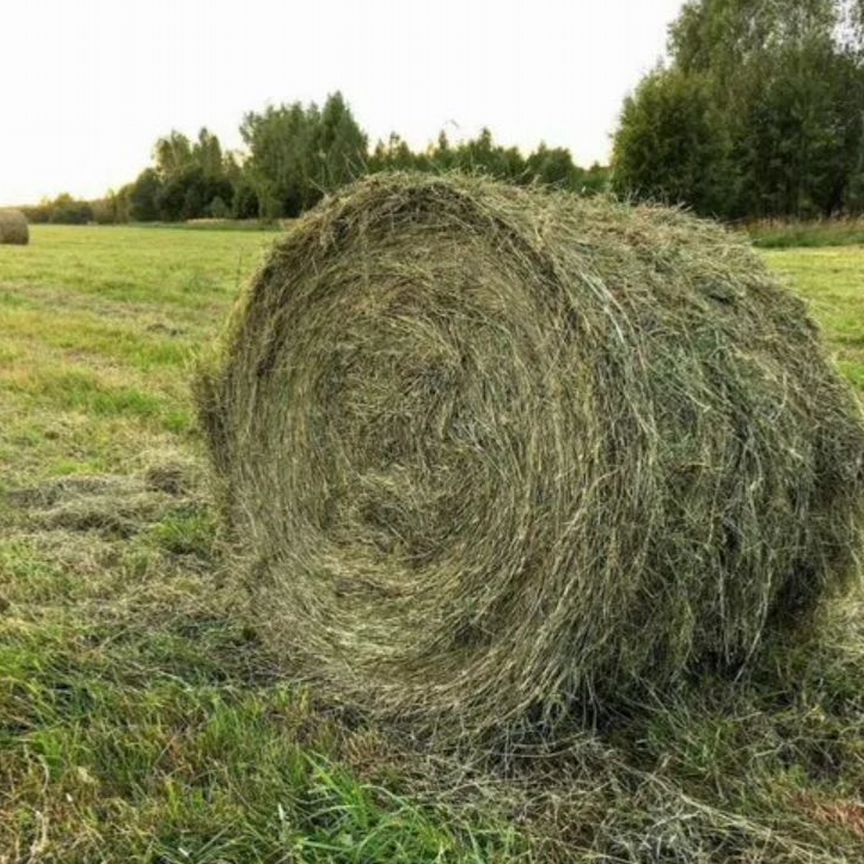 Сено в рулонах