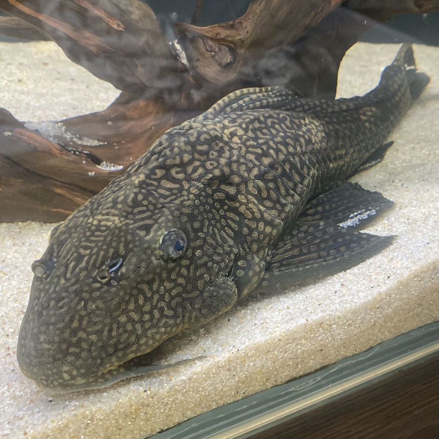 Сом Парчевый 42см - 1500,коряга в аквариум 2500