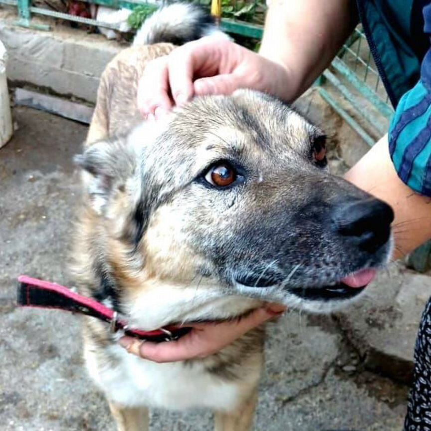 Охранник пёс Тимур ищет работу