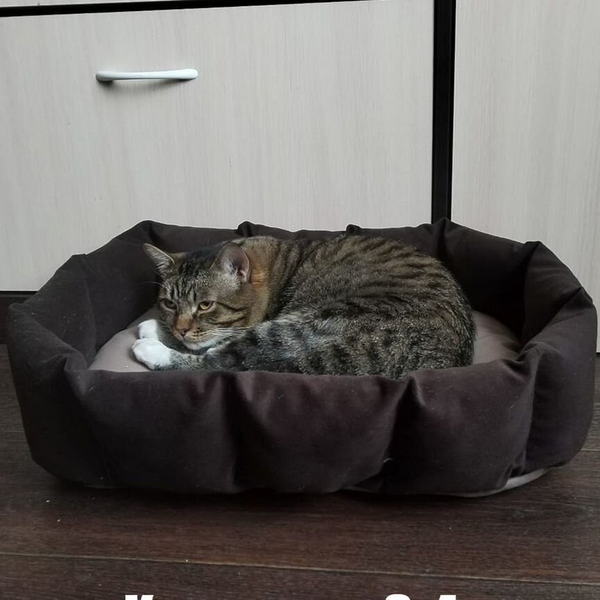 Лежанка для кошек и собак