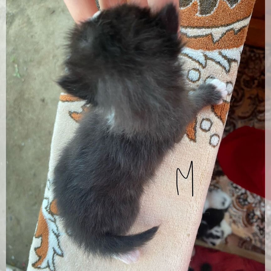 Котята в добрые руки даром бесплатно