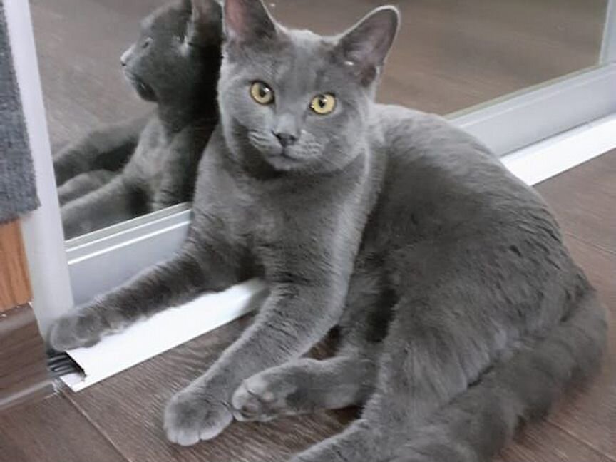 Котёнок Смокки, голубой окрас