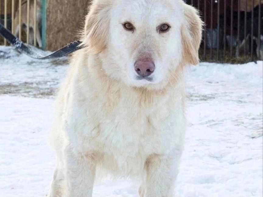 Овсянка ищет любящую семью