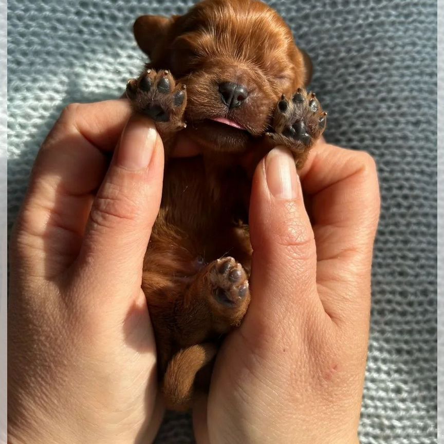 Кавалер кинг-чарльз-спаниель, щенок