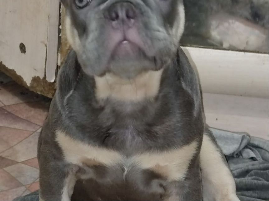 Красавчики французята