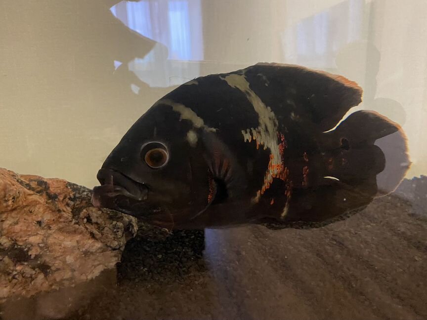 Рыба астронотус