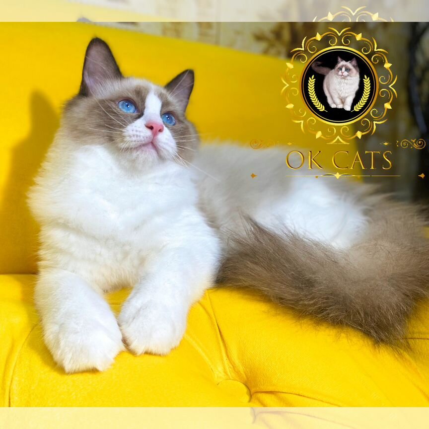 Шоу рэгдолл сил биколор с документами