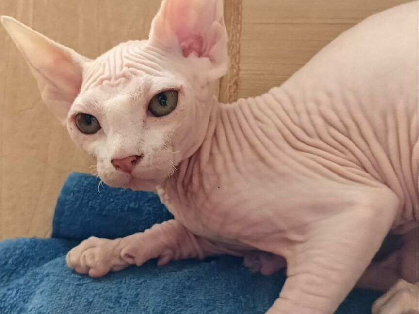 Канадский сфинкс котенок