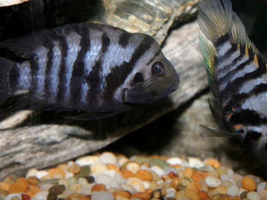 Продам семь чернополосых цихлид