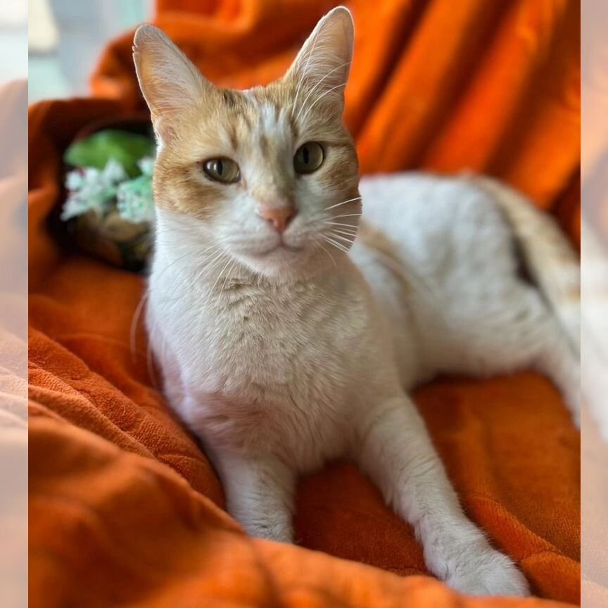 Ласковая ручная рыжая кошка