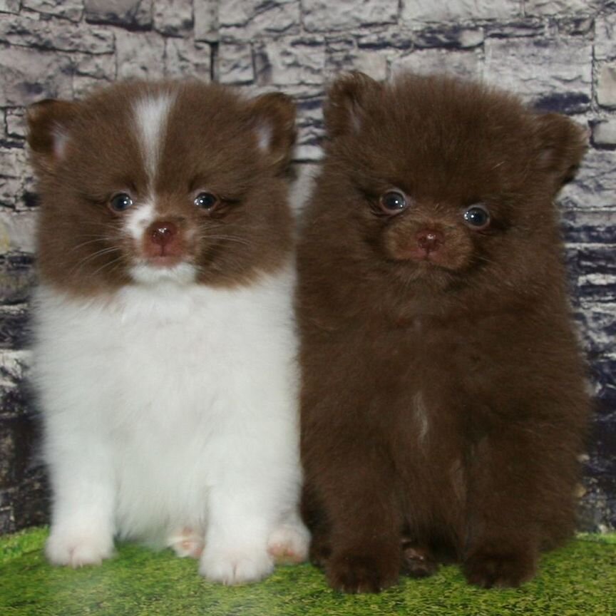 Померанский шпиц, щенок