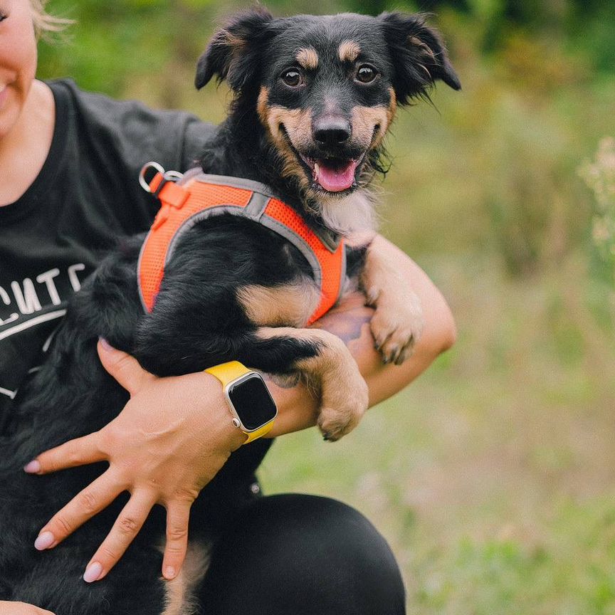 Собака Корица в поисках семьи