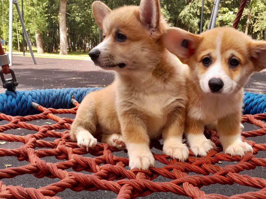 Щенки вельштерьера