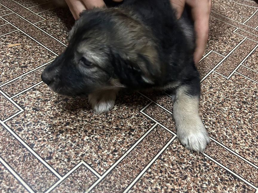 Щенки в добрые руки