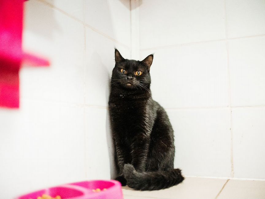 Трогательная кошка Дания ищет дом