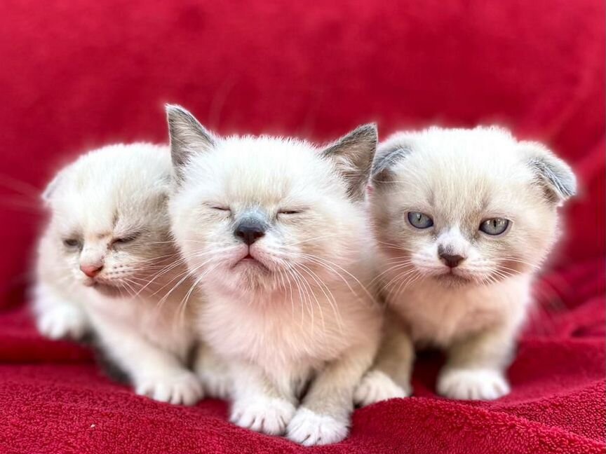 Котята