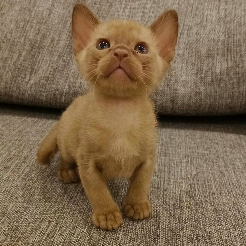 Бурманские малыши