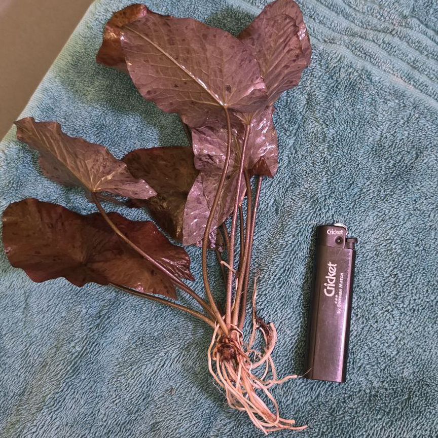 Нимфея красная