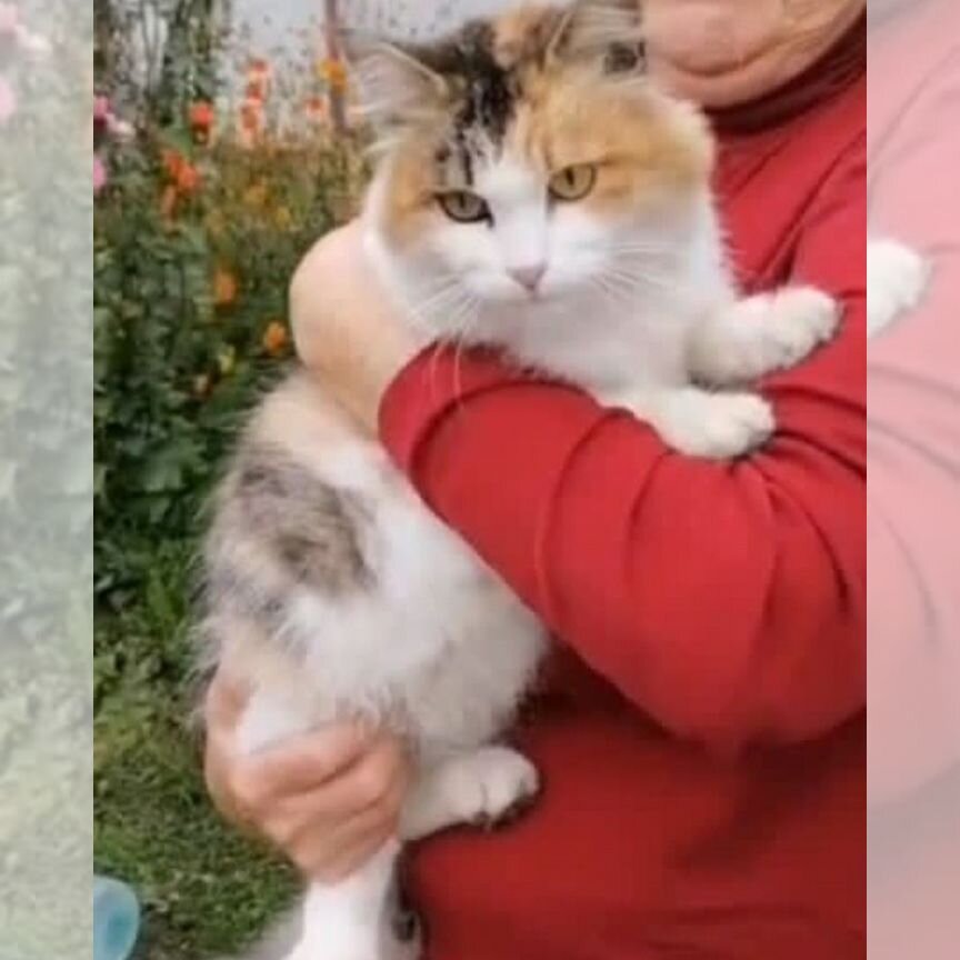 Кошка в опасности