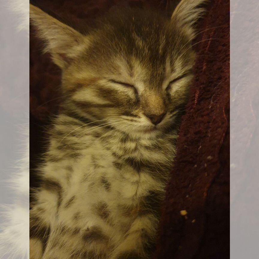 Котенок