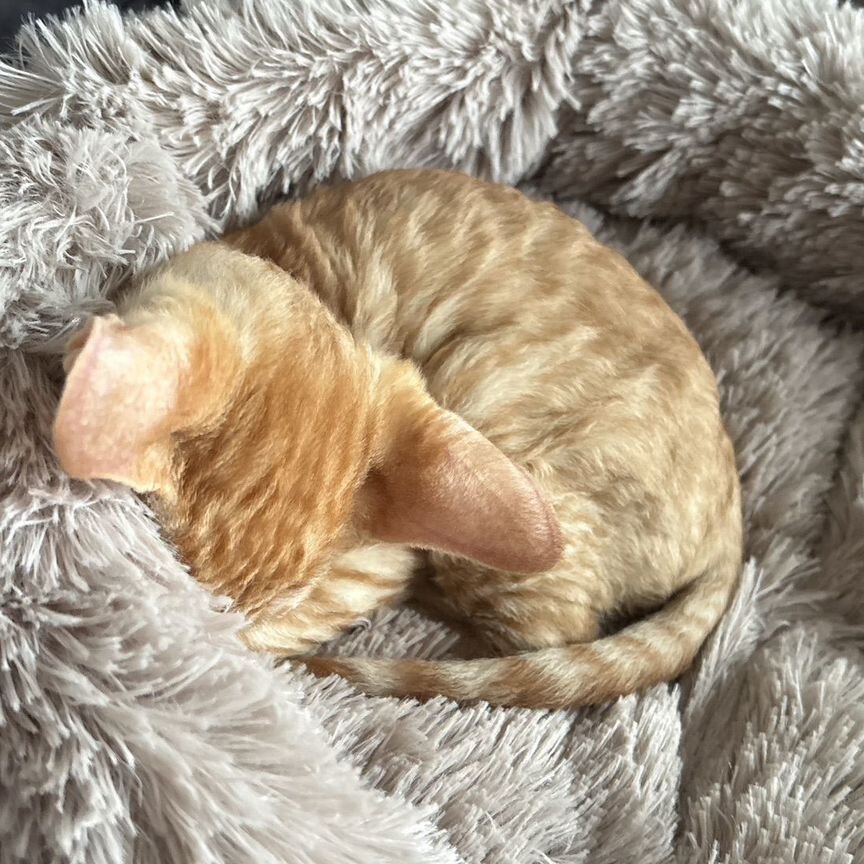 Корниш-рекс котёнок