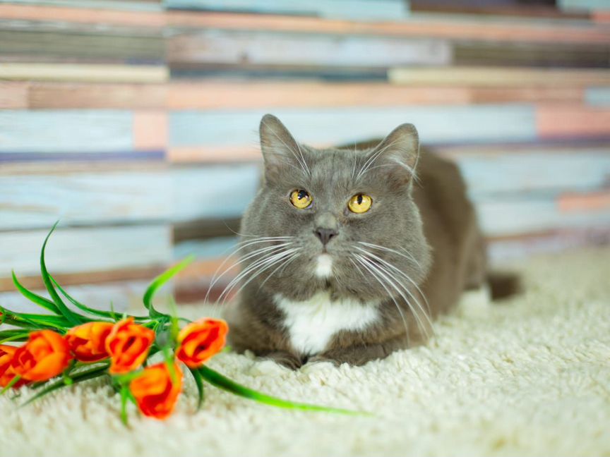 Кот Марик большой и плюшевый джентельмен