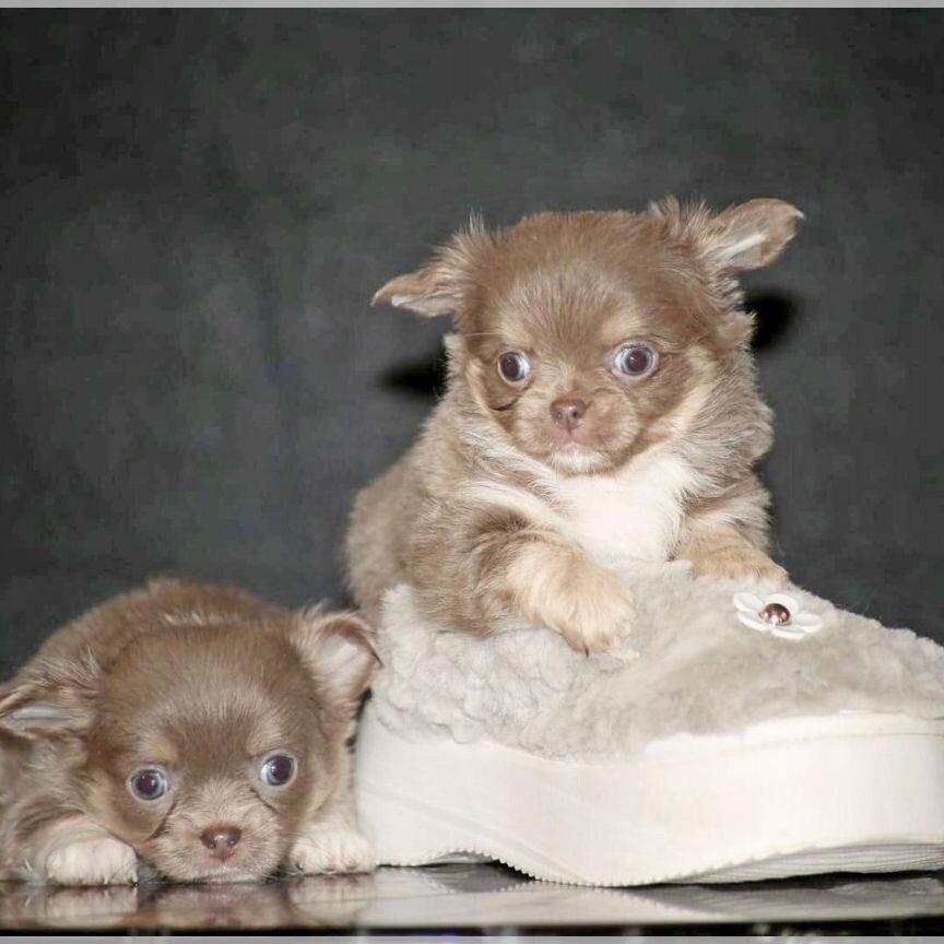 Чихуахуа, щенок