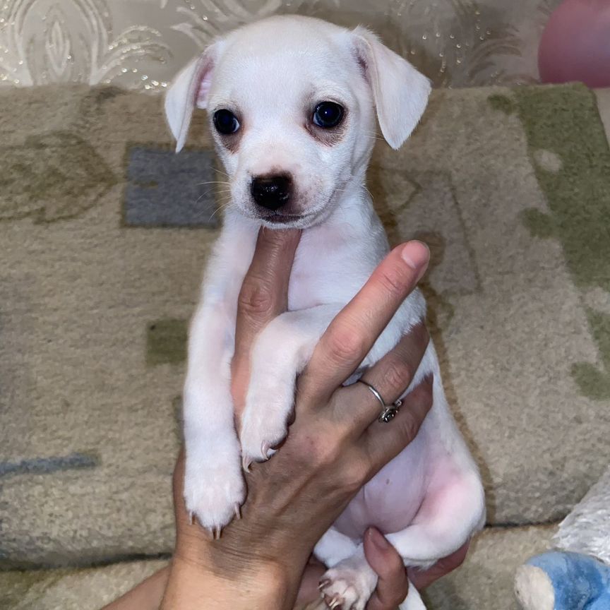 Чихуахуа, щенок