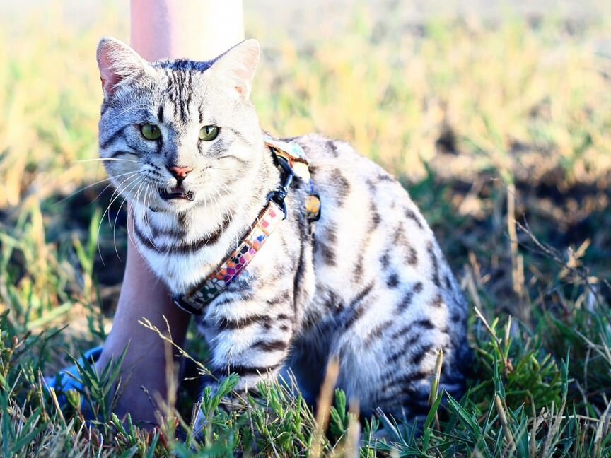 Редкий кот - саванна F 5 окрас серебро