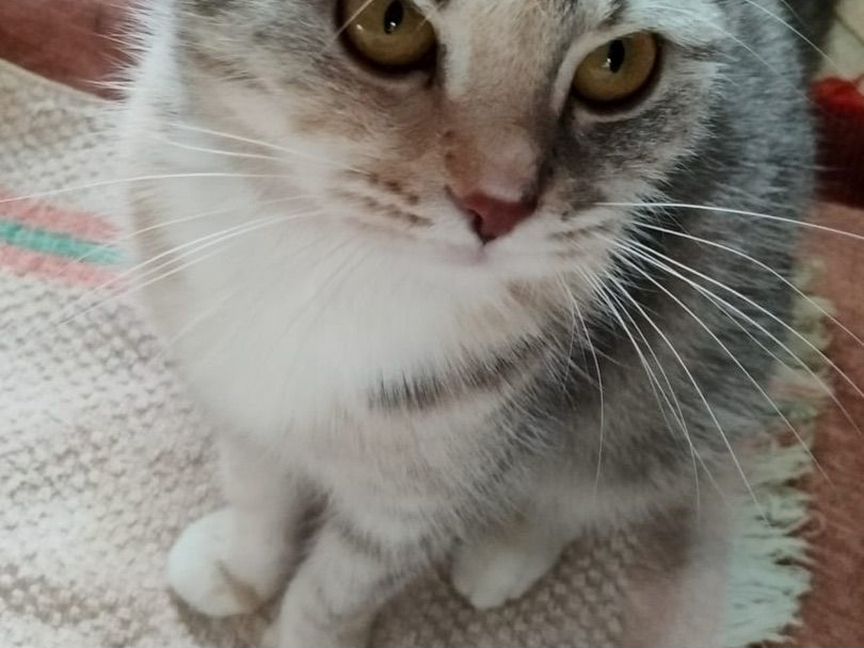 Породистая кошка