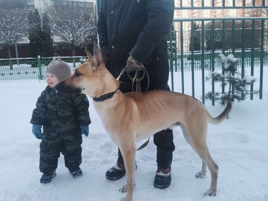 Малинуа помесь