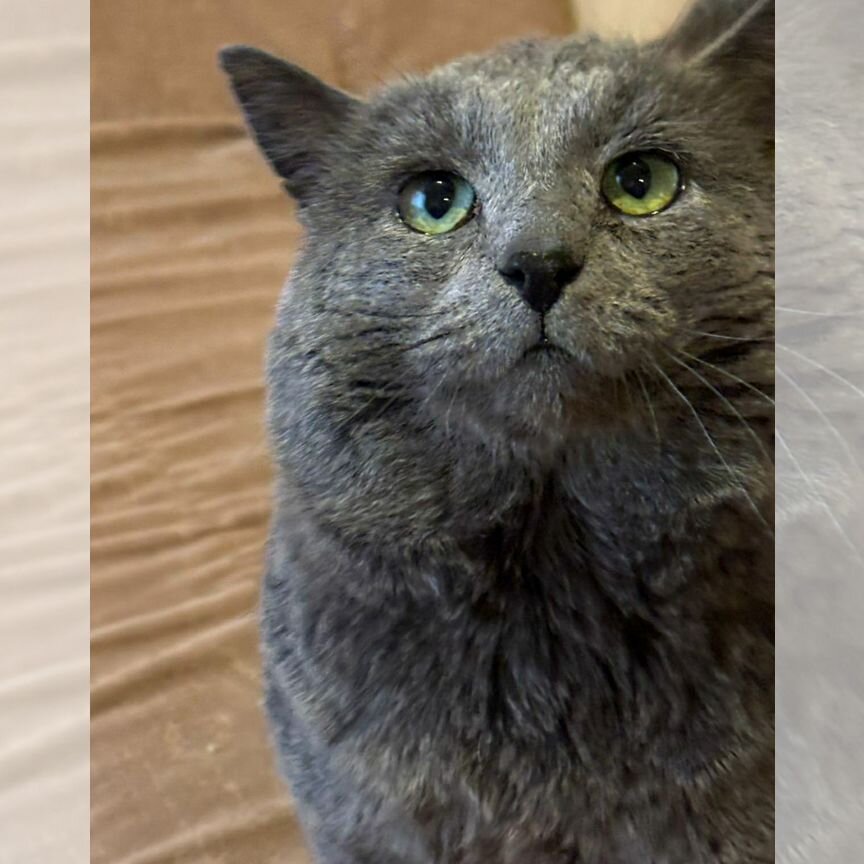 В добрые руки