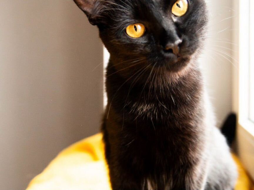 Черная Кошка