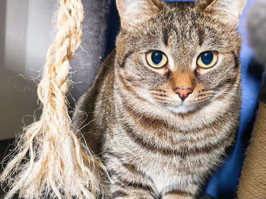 Молодой котик ищет дом