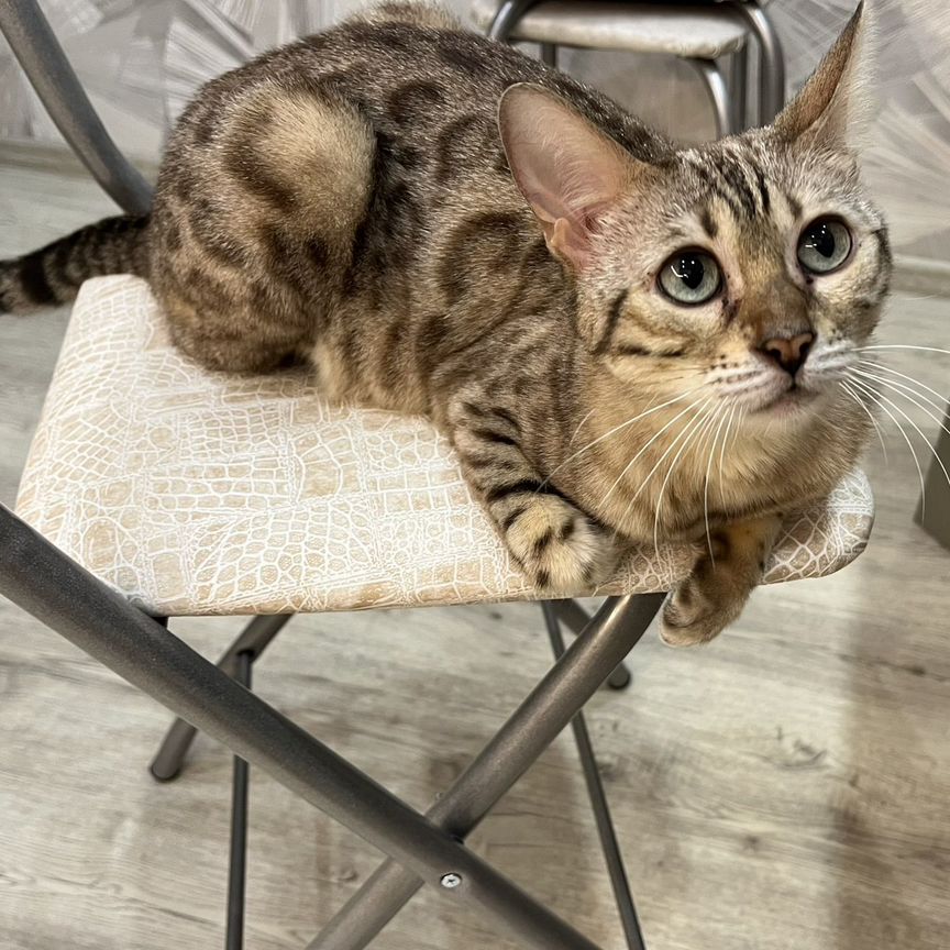 Бенгальская кошка, взрослая