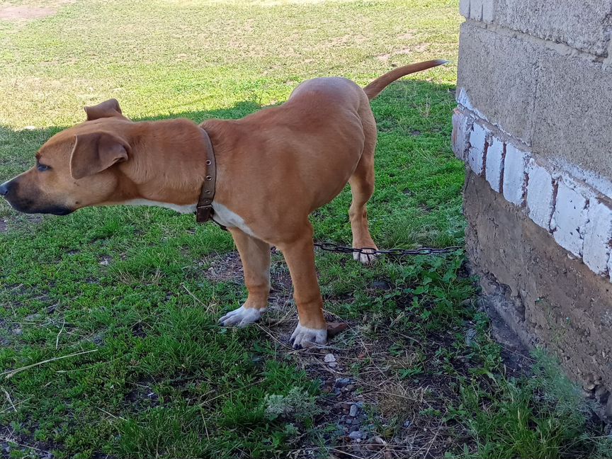 Щенок,5месяцев