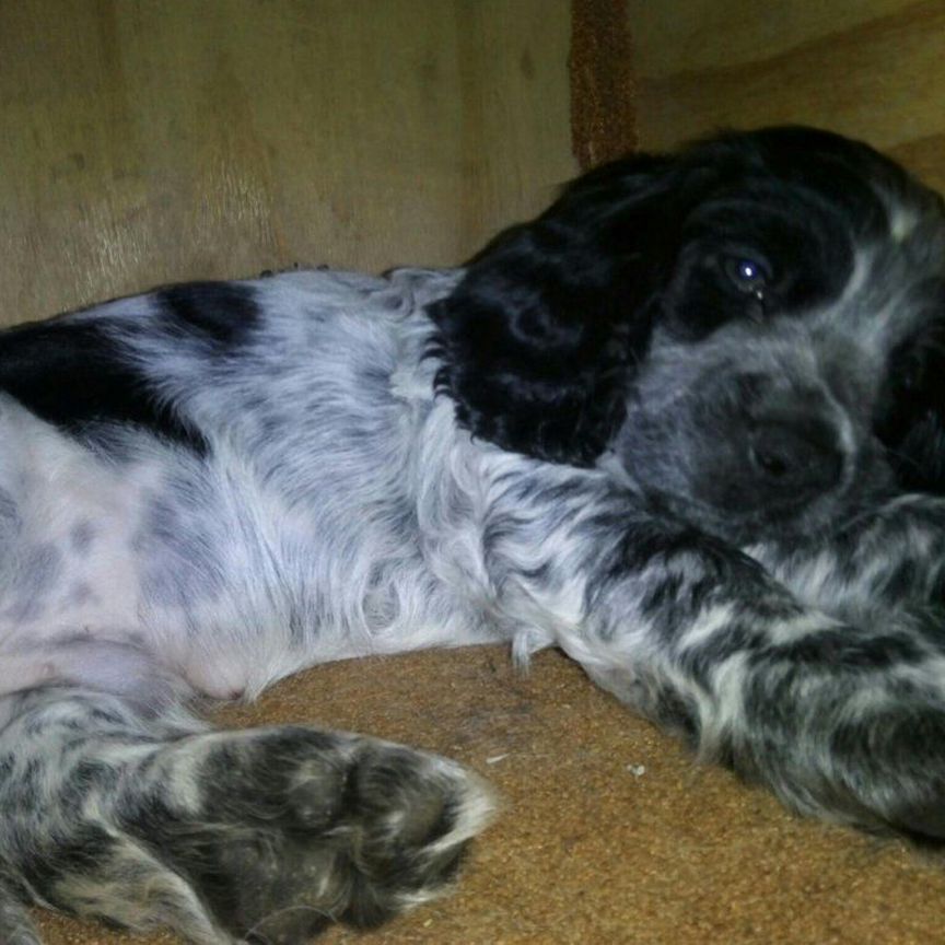 Русский охотничий спаниель, щенок