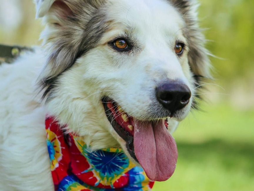 Шмель невероятный пес ждет маму,забери меня домой