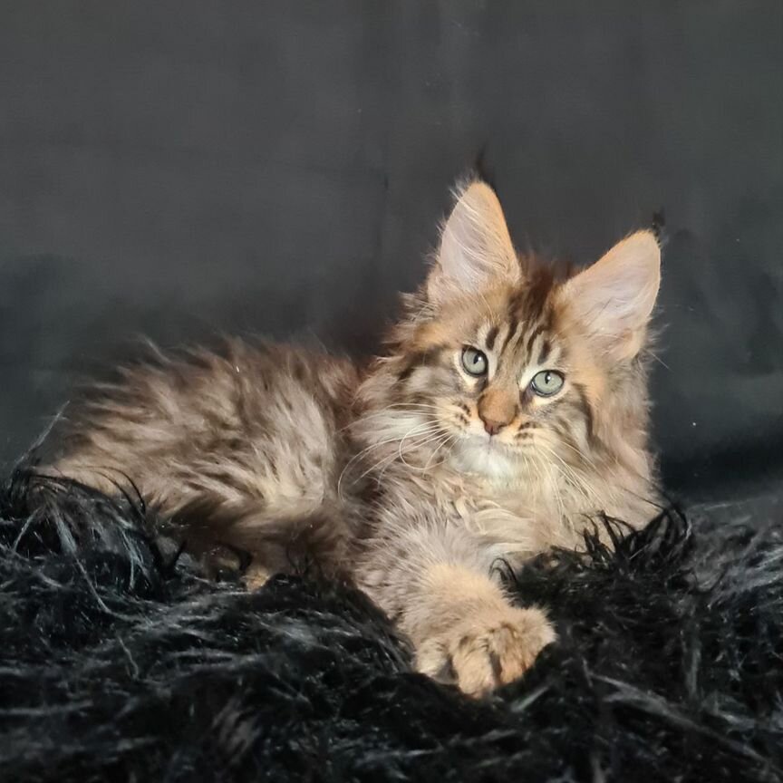 Мейн-кун котик