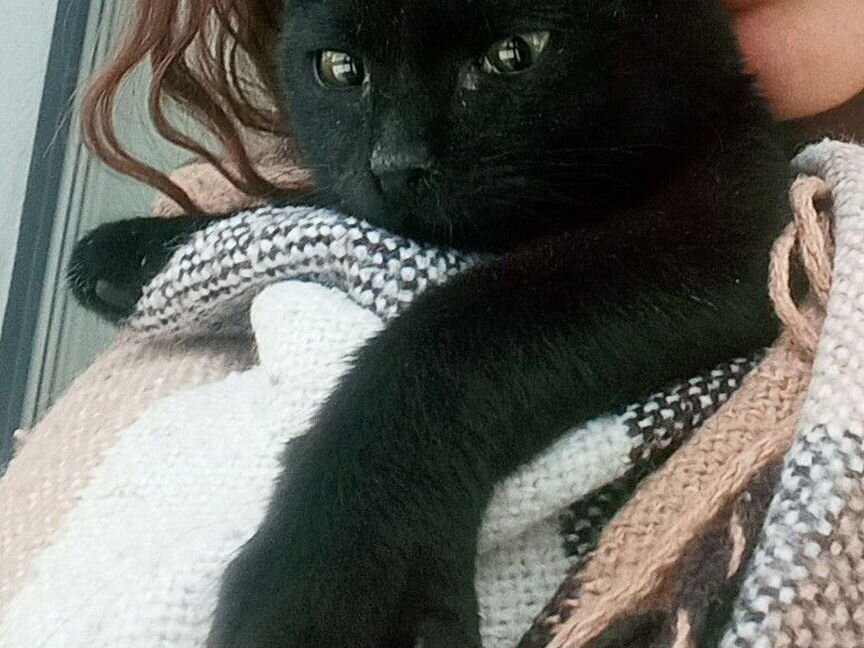 Черный котенок в добрые руки