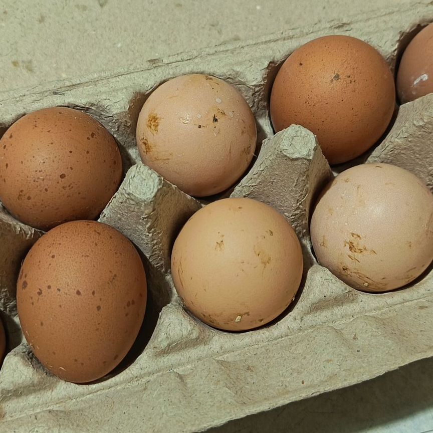 Домашние куриные яйца